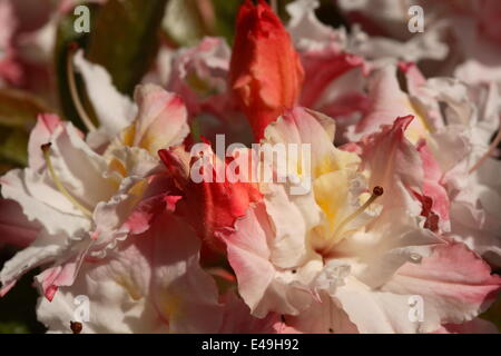 Azalea 'Jack A. Sand' Stock Photo - Alamy