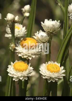 Winged Everlasting, Ammobium alatum, Asteraceae, Eastern Australia ...