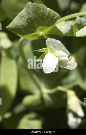 garden pea (Pisum sativum), Pea blossom with young fruits Stock Photo ...
