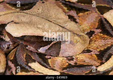 Gaboon Viper (Bitis gabonica), Uganda. It's the heaviest viper and has ...