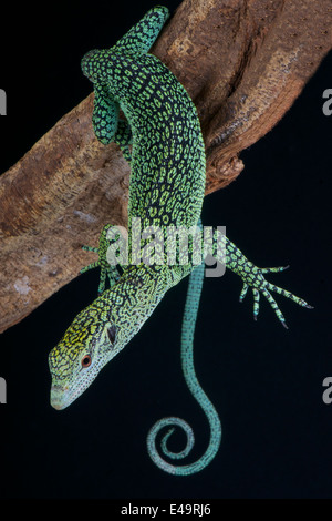 Biak tree monitor (Varanus kordensis Stock Photo - Alamy