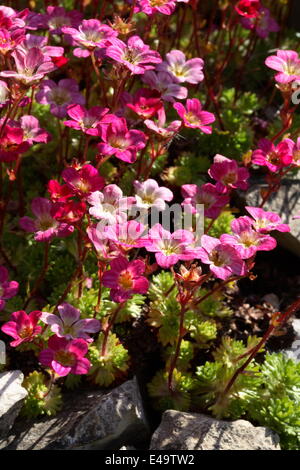 Irish saxifrage - Saxifraga rosacea Stock Photo - Alamy