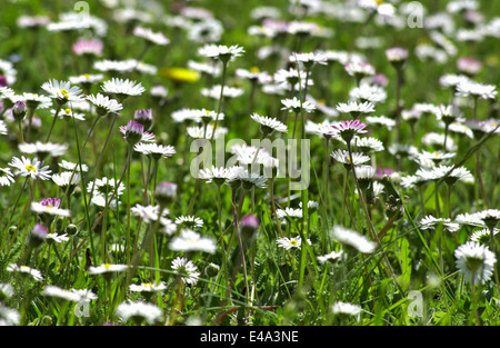 Daisy flowers field, large group of chamomiles, daylight and outdoor ...
