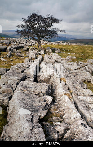 Lone Tree at Winskill Stones near Settle Yorkshire Dales England Stock ...