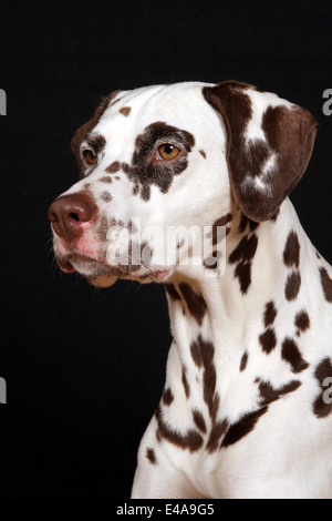 Side view of a Dalmatian dog with brown spots wearing a blue collar ...