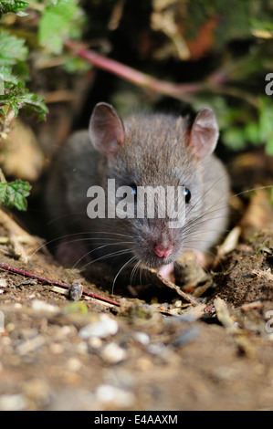 Juvenile Brown rat (Rattus norvegicus Stock Photo - Alamy