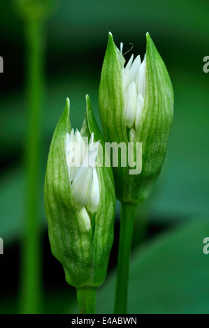 Garlic flower bud Stock Photo - Alamy