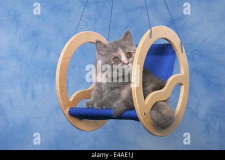 kitten on swing Stock Photo - Alamy