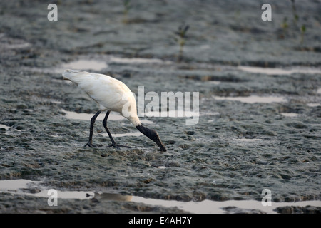 The black-headed ibis with down-curved beak and white plumage large ...