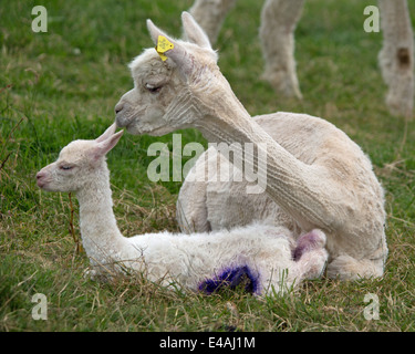 Newborn Alpacas (Crias) enjoying their first hours of life Stock Photo ...
