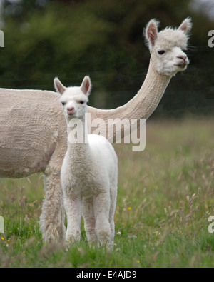 Newborn Alpacas (Crias) enjoying their first hours of life Stock Photo ...