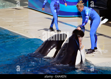 Trainers with Killer Whales at Seaworld San Diego, California Stock ...