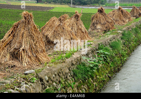 Bundled rice stalks Stock Photo - Alamy
