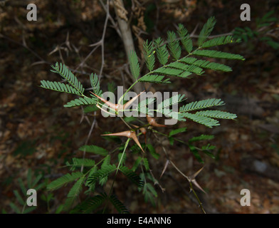 bullhorn acacia (Vachellia cornigera Stock Photo - Alamy