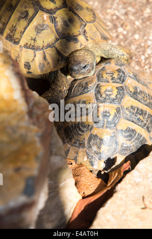 Wild tortoises in a garden in Sivota, Greece Stock Photo - Alamy