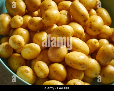 Baby potatoes small round potato from india on white background Asian ...