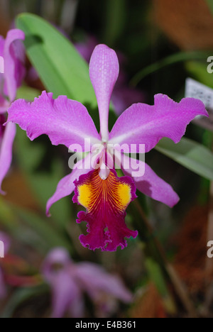 Orchid flower - Orchid Cattleya Stock Photo - Alamy