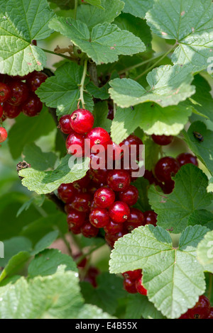 Red Currant Stanza Stock Photo - Alamy
