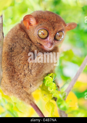 Philippine tarsier, endangered and endemic species of Philippines Stock ...