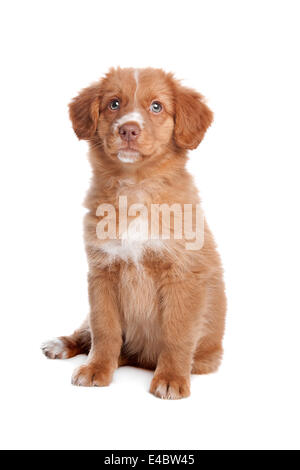 young Nova Scotia Duck Tolling Retriever Stock Photo - Alamy