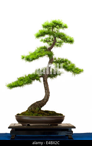 Europäische Lärche (Larix decidua 'Little Bogle' Stock Photo - Alamy