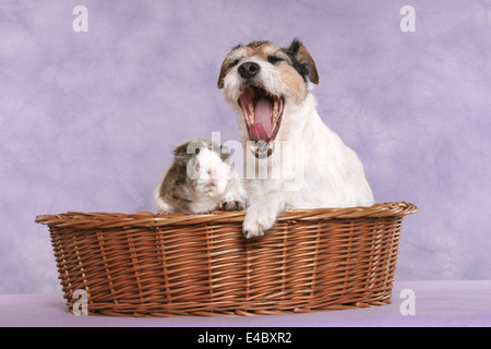 Side view of a tired Guinea pig laying on a blanket while stretching ...