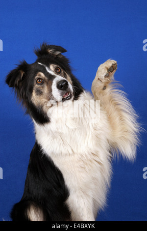 Border collie, paws, paw Stock Photo - Alamy
