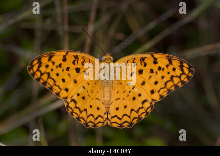 An orange color common leopard butterfly (Phalanta Phalantha) is ...
