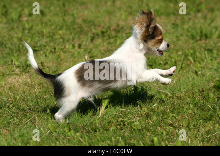 Dog Chihuahua longhair puppy running on the beach Stock Photo - Alamy