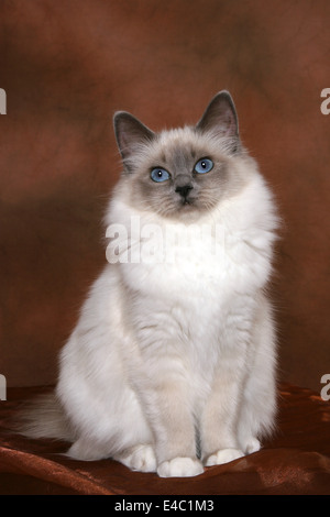 Blue-point Birman cat sitting with raised paw, against white background ...