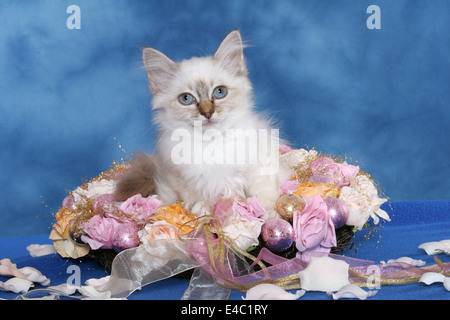 chocolate tabby point birman cat, sitting Stock Photo - Alamy