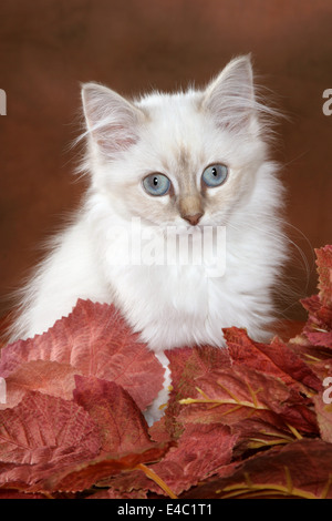 Birman cat, lilac-tabby-point, sharpen claws, holy birman, sharpen ...