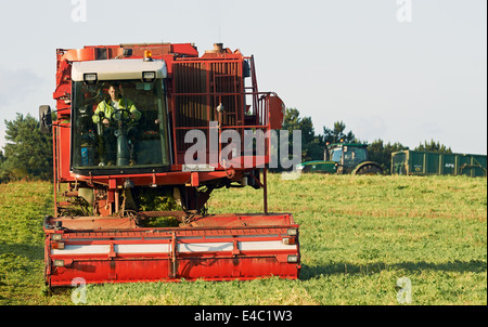 Self-propelled PMC 979-CT pea harvesters operated by Anglian Pea ...