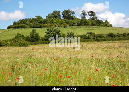Earth Trust Wittenham clumps Oxfordshire Stock Photo - Alamy