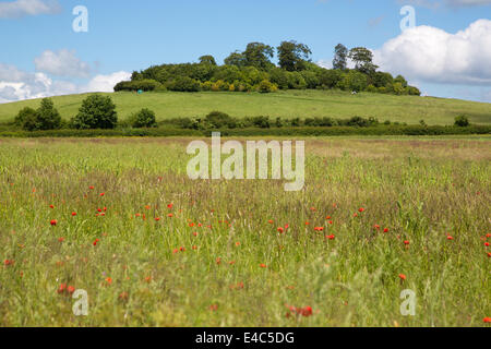 Earth Trust Wittenham clumps Oxfordshire Stock Photo - Alamy