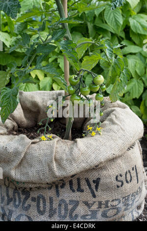 TomTato plant at RHS Harlow Carr. Grafted plant that produces both ...