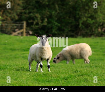 Spring lamb with black face and legs in green pasture field. Cute baby ...