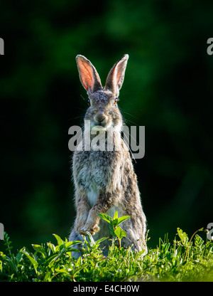 Alert Small Bunny Standing Looking Forward With Tall Grass Background ...
