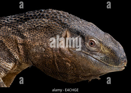 Black-throated monitor - Varanus albigularis microstictus Stock Photo ...