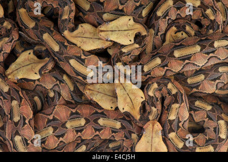 The Gaboon viper, Bitis gabonica, Congo, Africa. World's longest snakes ...