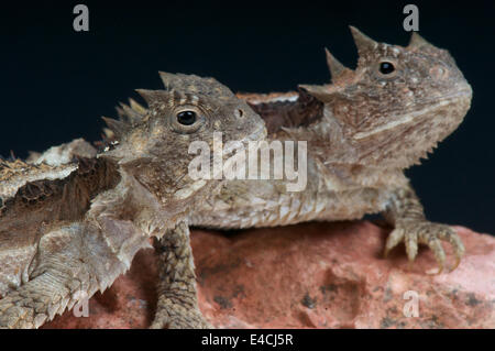 Giant horned lizard, Phrynosoma asio Stock Photo - Alamy