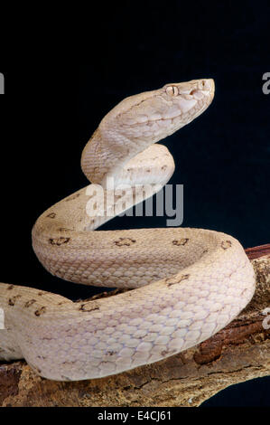 Tokara habu (Protobothrops tokarensis) Tokara Islands, Japan Endemic ...