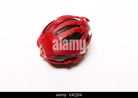 Kerala India Mace Aril Covering Nutmeg Seed On The Ground Stock Photo ...