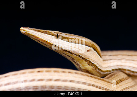 Papua snake lizard / Lialis jicari Stock Photo - Alamy