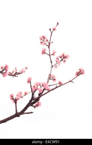 Branch with sparse flowers on blossoming cherry tree instagram style ...