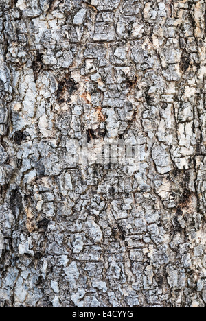 Wood bark texture on old tree, Bristol Stock Photo - Alamy