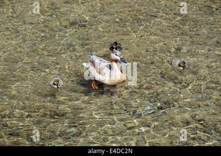 Duck with ducklings on the River Eye, Lower Slaughter, Cotswolds ...