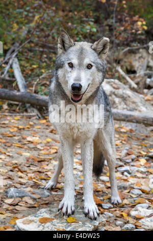 Standing gray wolf and she wolf in the snow in winter isolated on white ...