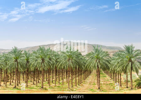 Palm trees in Israel in Galilee by Mount of Beatitudes Stock Photo - Alamy