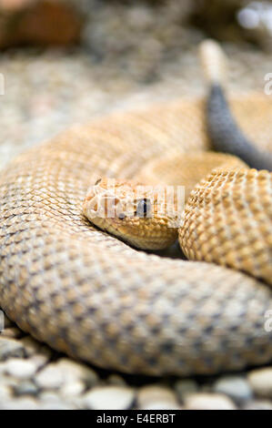 Aruba Island Rattlesnake Crotalus unicolor poisonous venomous snakes ...